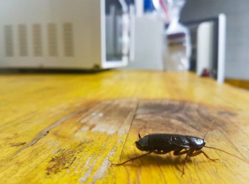 How to Get Rid of Pests & Bugs in the Kitchen? | eBusiness blog